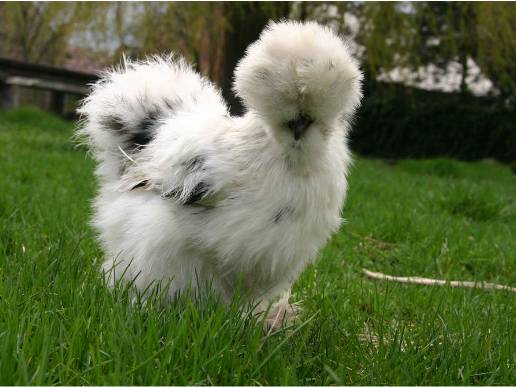 Hodowla drobiu ozdobnego - WODR Poznań