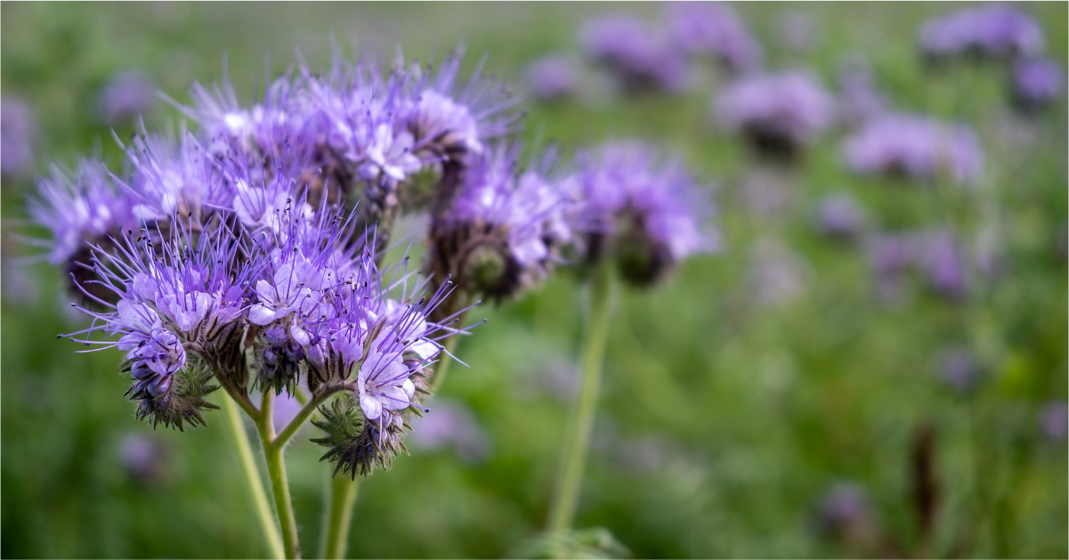 Uprawa facelii błękitnej - WODR Poznań