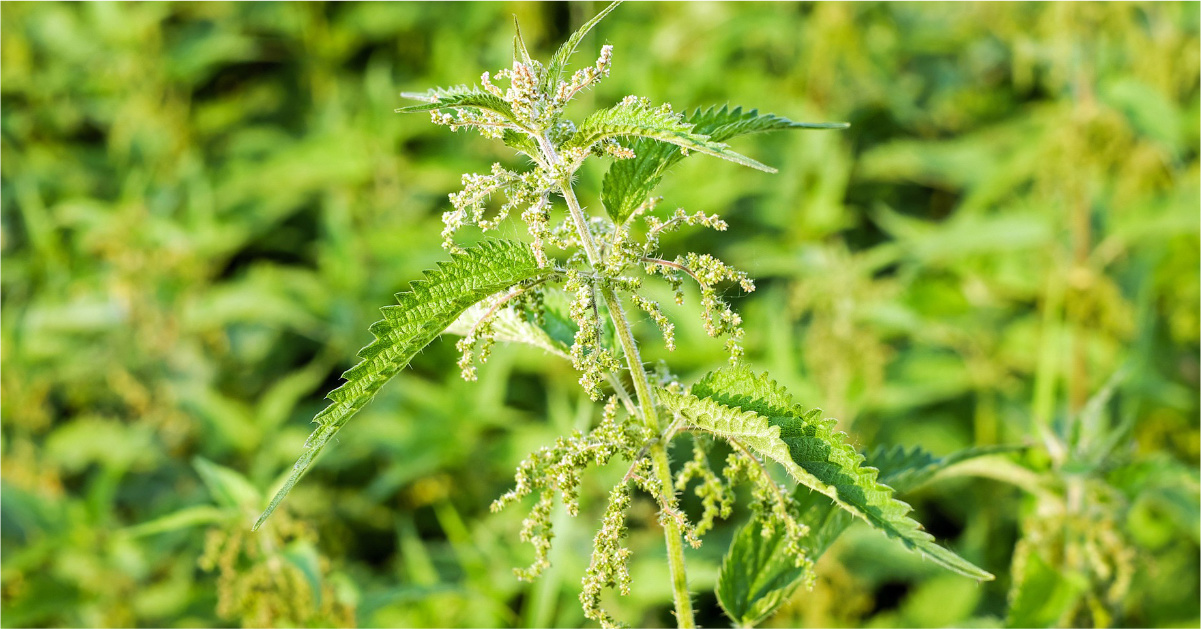 Obiad z łąki, czyli jadalne chwasty polskie - WODR Poznań