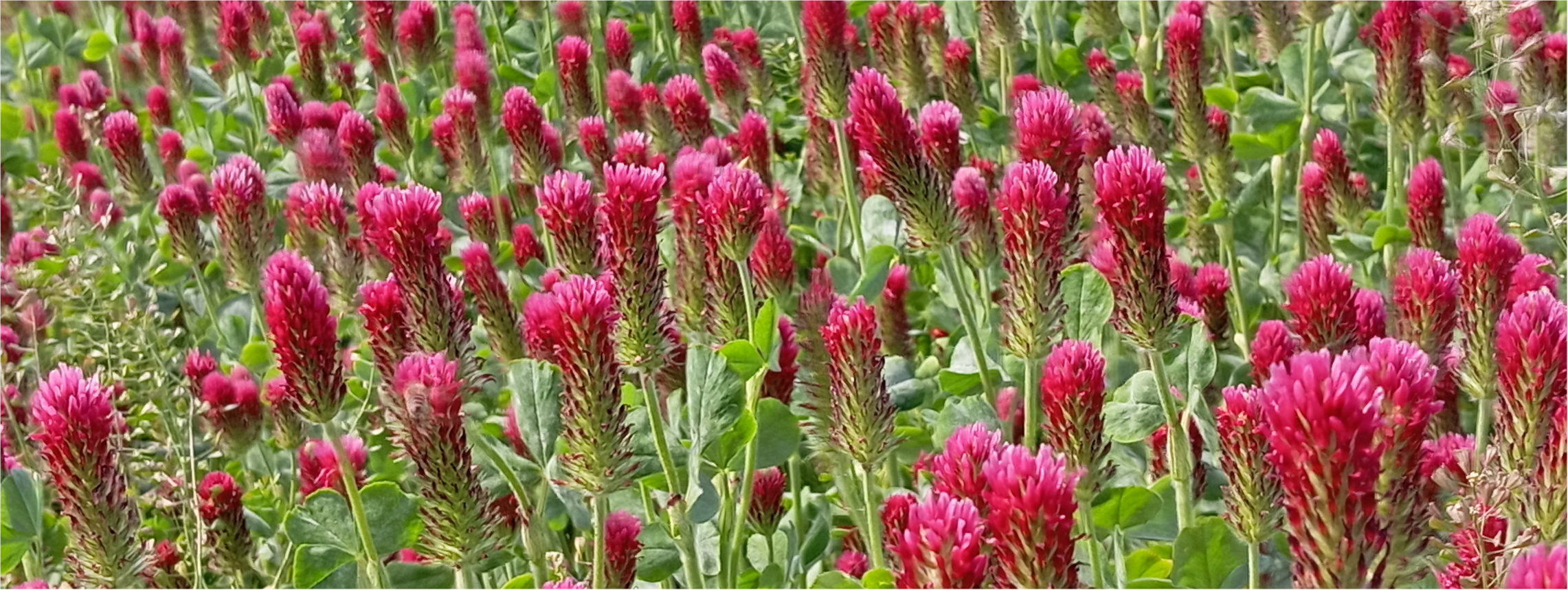 Czy koniczyna inkarnatka to roślina przyszłości - WODR Poznań