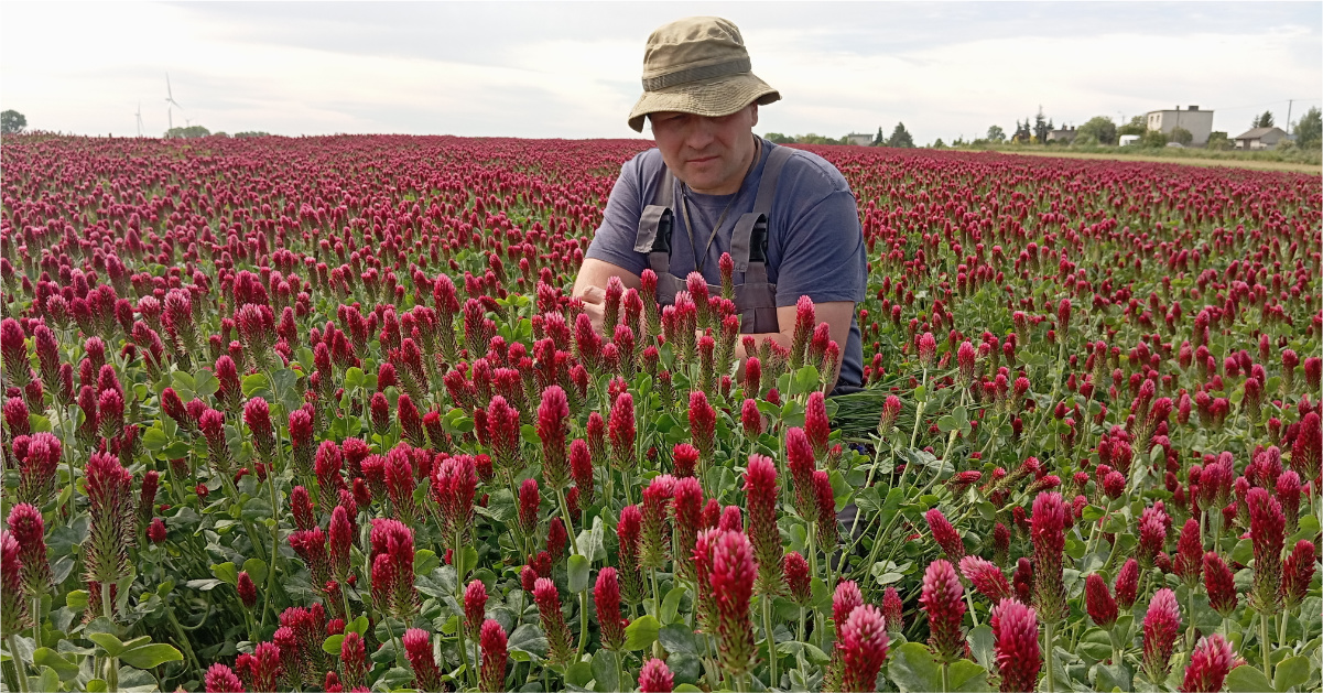 Czy koniczyna inkarnatka to roślina przyszłości - WODR Poznań